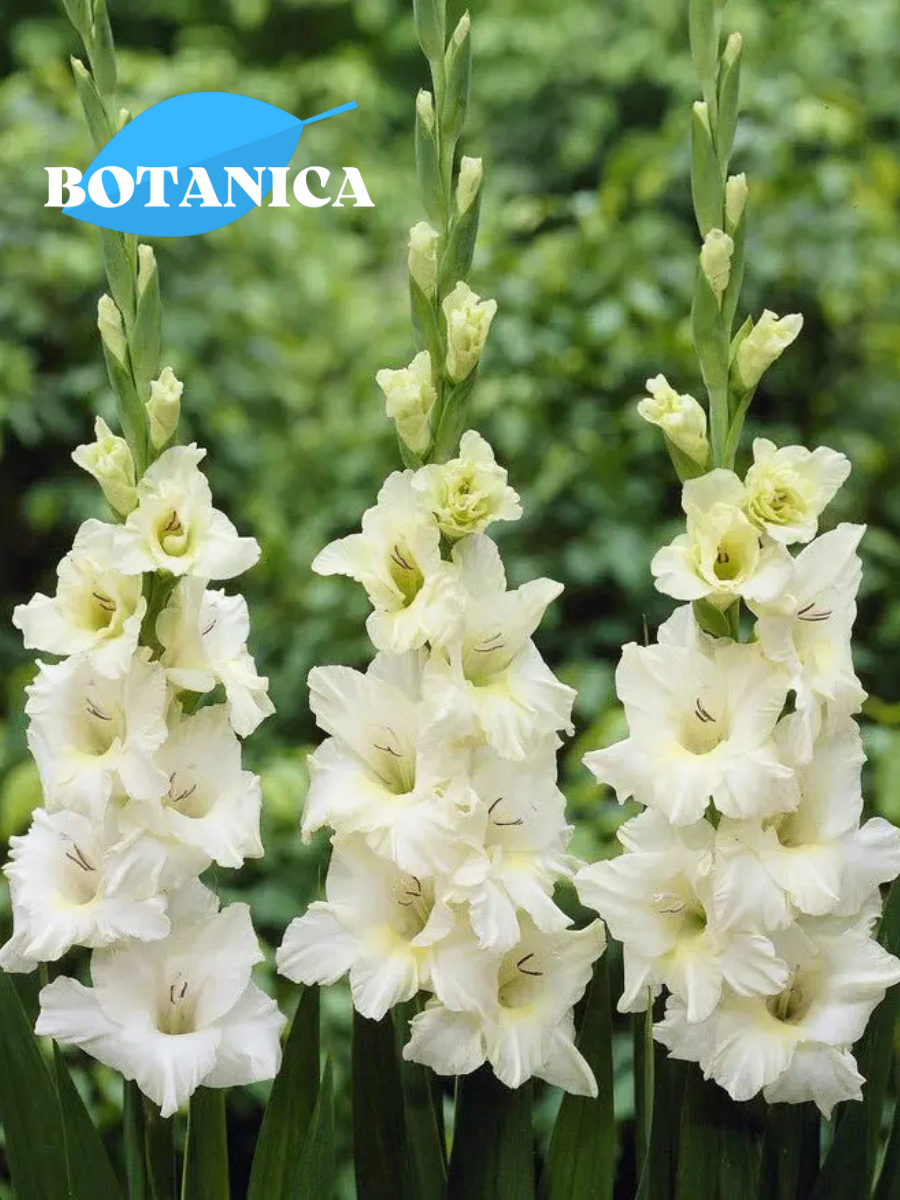 Луковицы цветов, botanica garden, Гладиолус Эльморада (3 штуки)