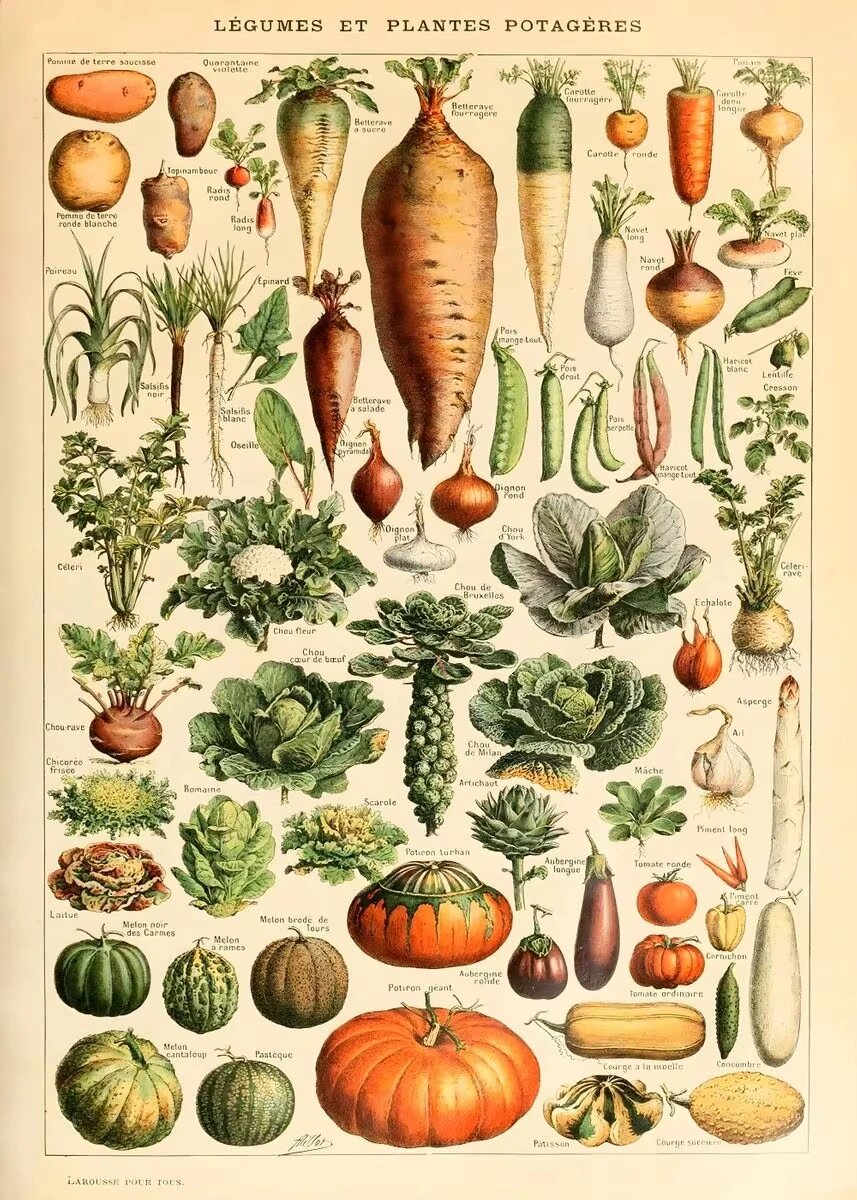 Винтажный постер с овощами, 50x70см, цвет 08, без рамки