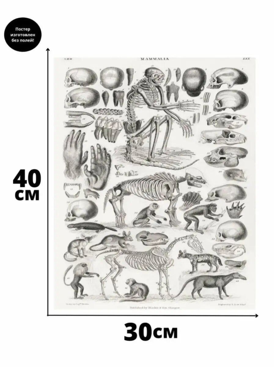 Постер скелет анатомия человек