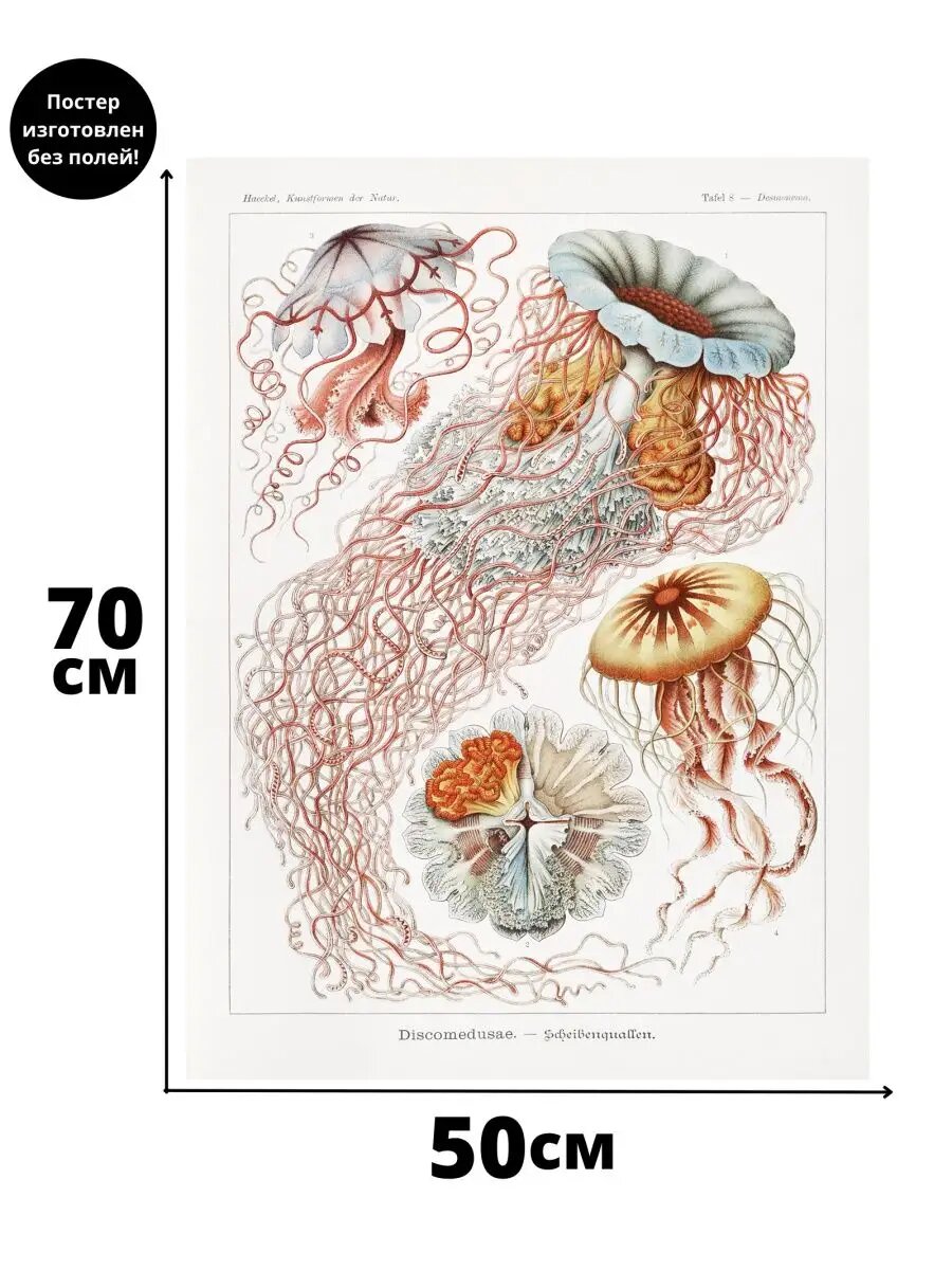 Постер в морском стиле медуза морская звезда коралл