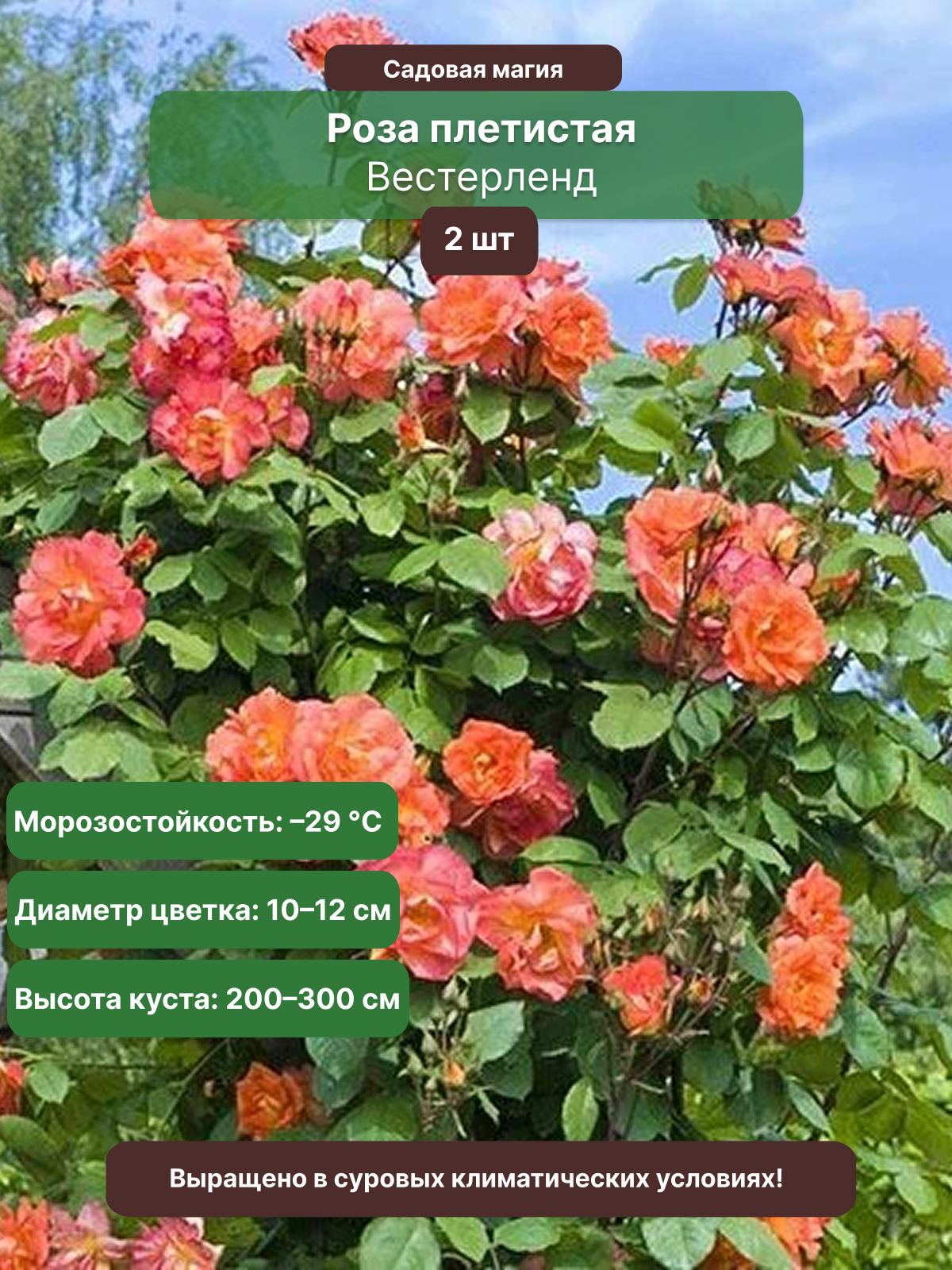 Роза плетистая "Вестерленд", 2 саж , оранжевая, морозостойкая, многолетняя