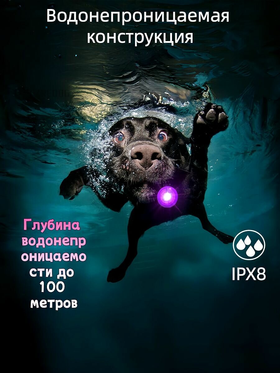 Ключница для ошейника с ярким акцентом