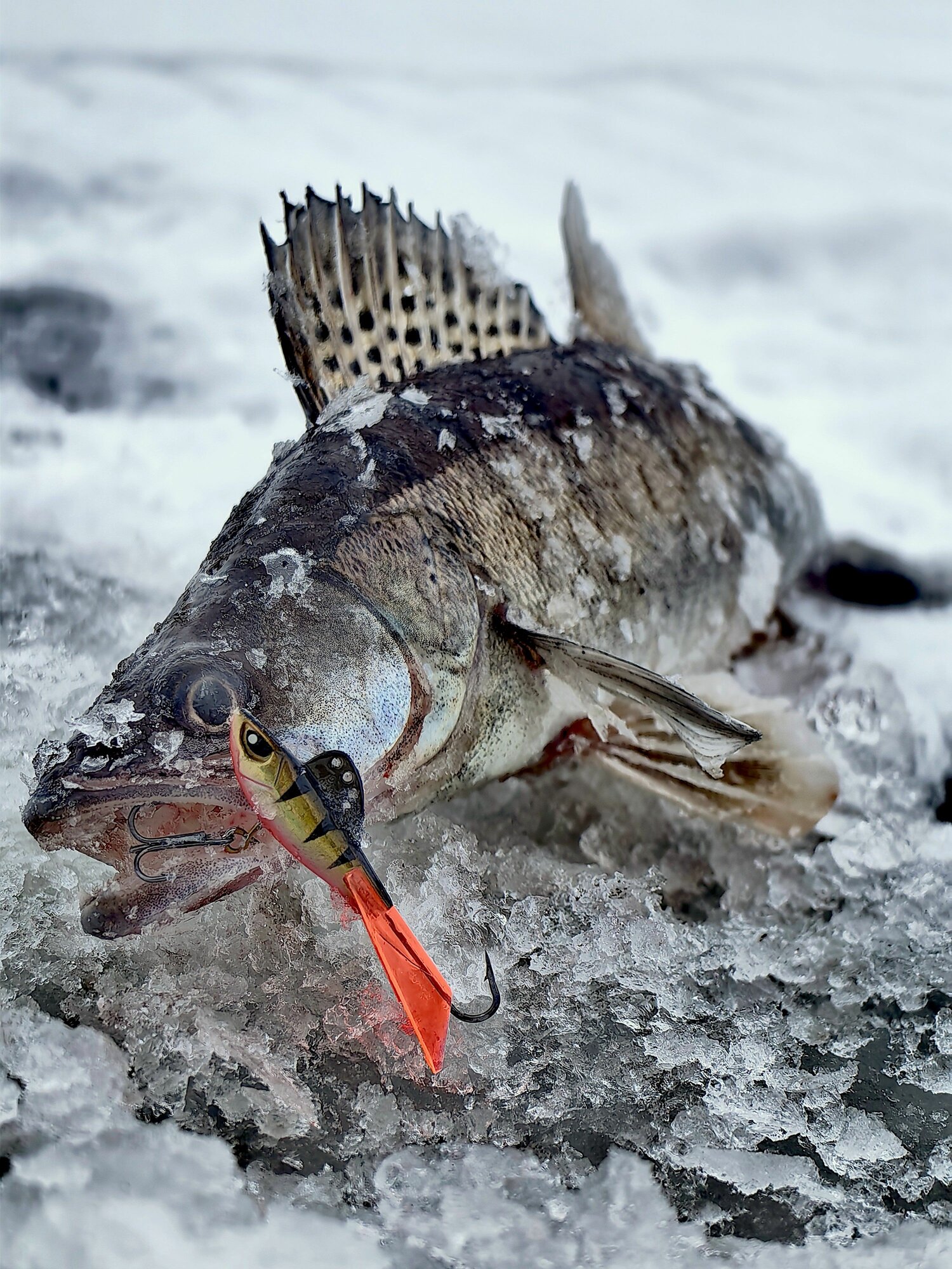 Балансиры для зимней рыбалки 5 шт 14гр