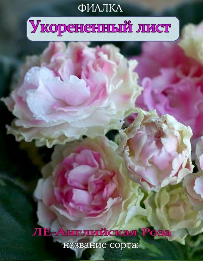 Фиалка живая комнатная сорт ЛЕ-Английская Роза (укорененный лист) 1 штука