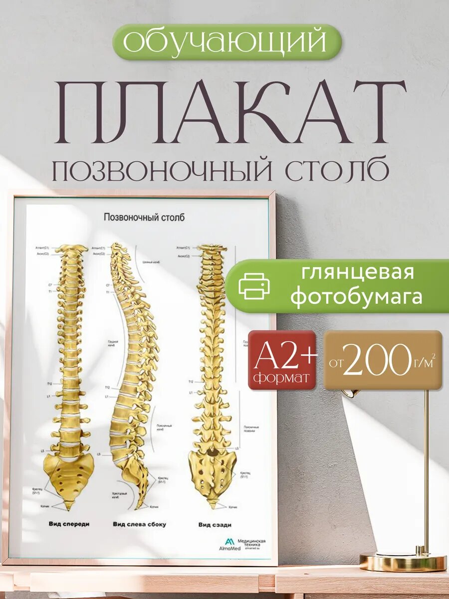 Обучающий плакат "Позвоночный столб (анатомия человека)", размер А2+, глянцевая фотобумага от 200г/м2