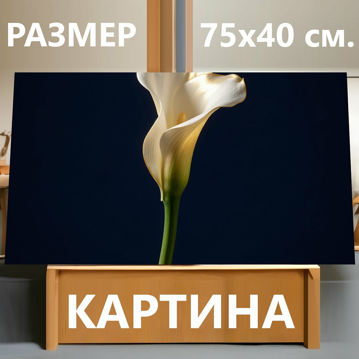 Картина на холсте "Белая калла на темном фоне. Изящный цветок с лепестками цвета слоновой кости и золотистыми отблесками, тонкий зеленый." на подрамнике 75х40 см. для интерьера