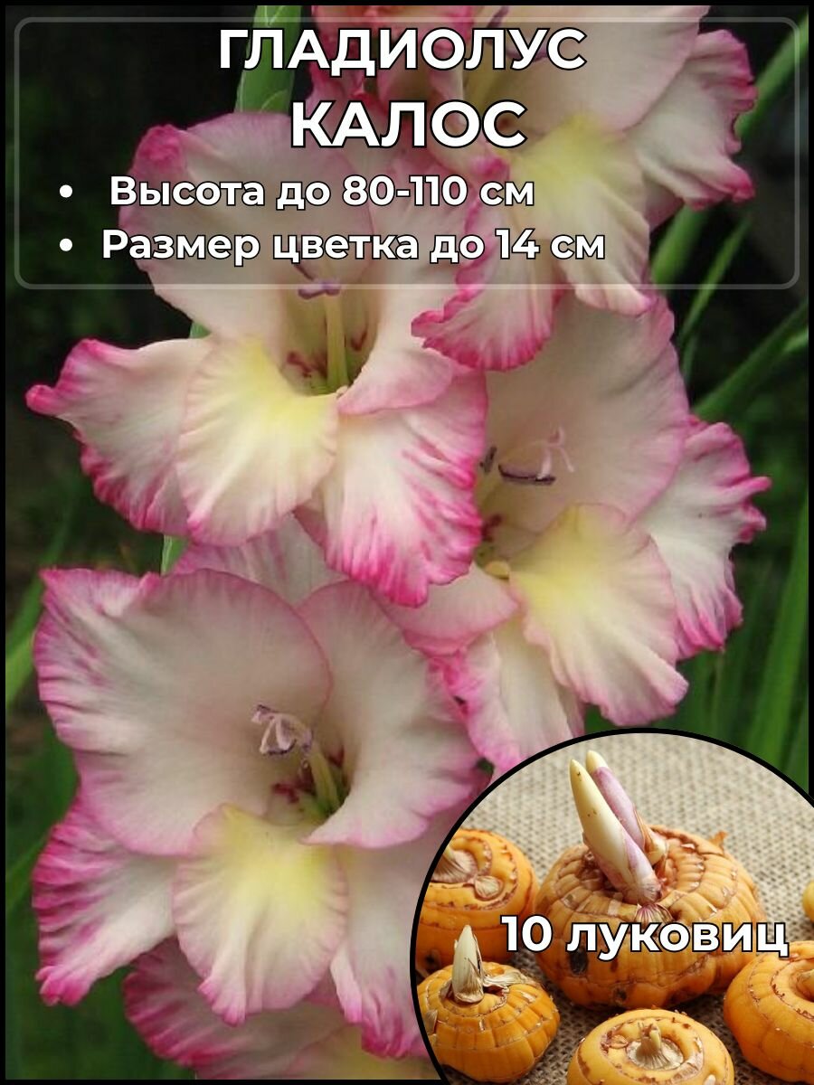 Гладиолус Калос, луковицы 10 штук
