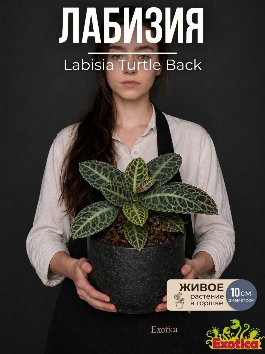 Лабизия Черепаха, или Тартли Бэк (Labisia Turtle Back) 10см