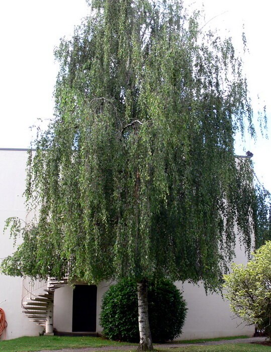 Береза повислая (Betula pendula) - 350-400, Контейнер: С50, Обхват ствола: 10-12