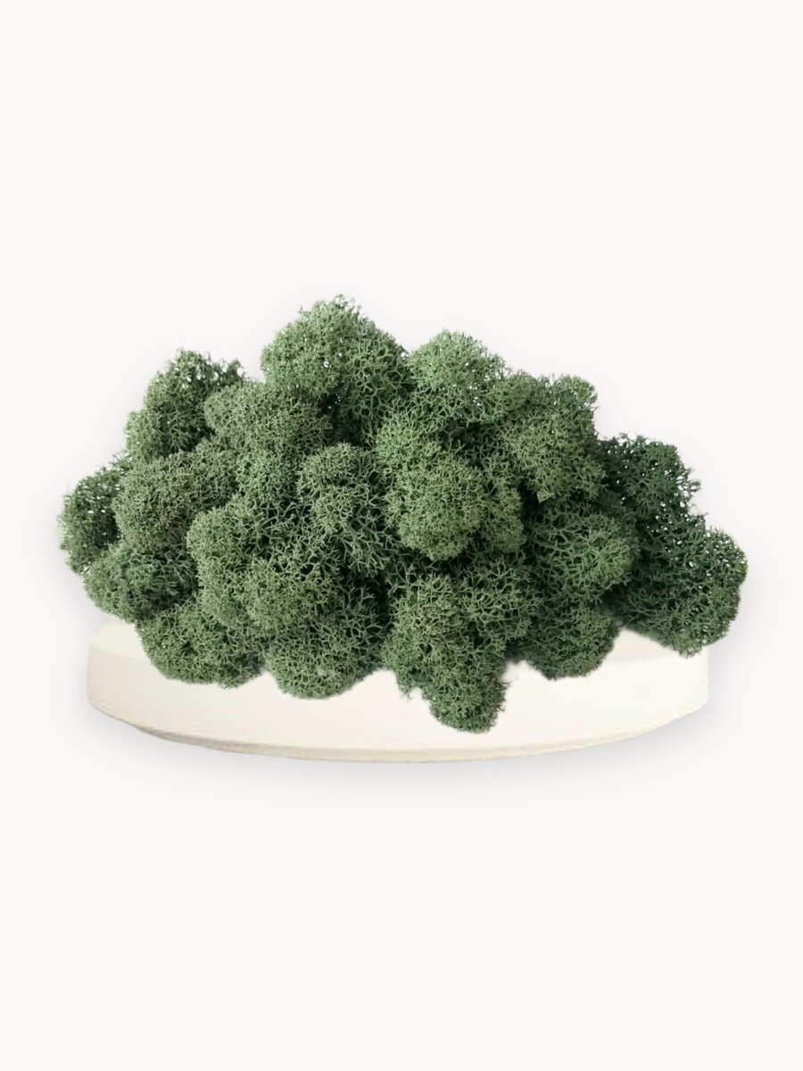 Мох (ягель) стабилизированный, цвет хаки, для декора, 50 гр