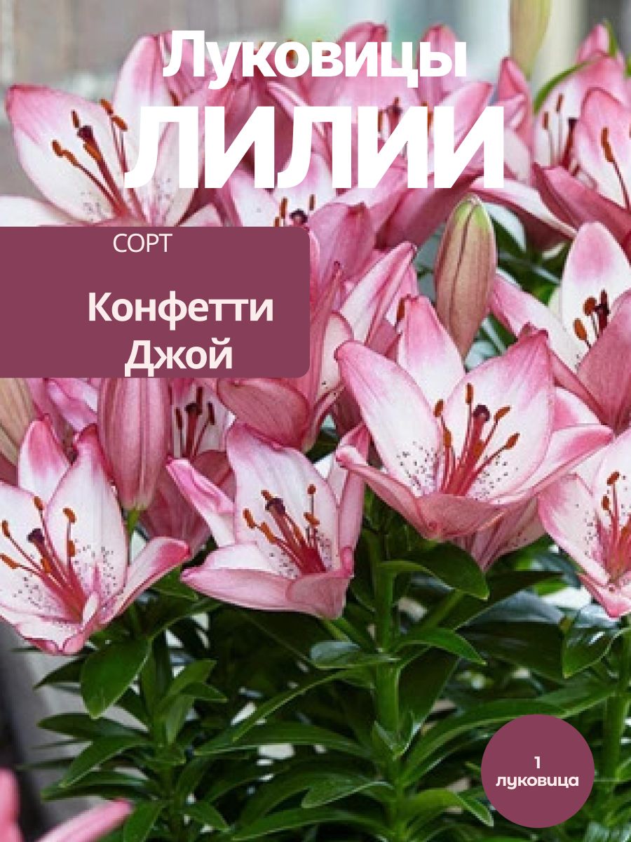 Луковицы Лилии Конфетти Джой 1 шт