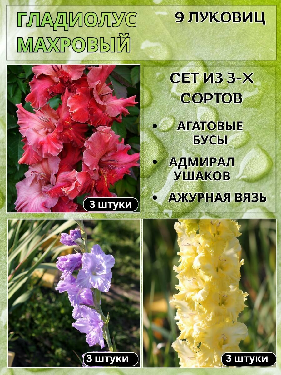 Гладиолусы, сет из 3-х сортов, 9 луковиц