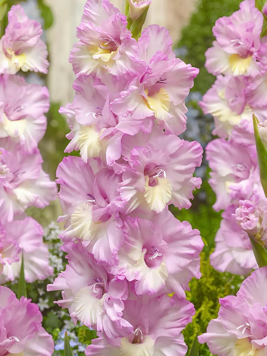 Гладиолус Маджента Принцесс / Луковицы гладиолусов крупноцветковых