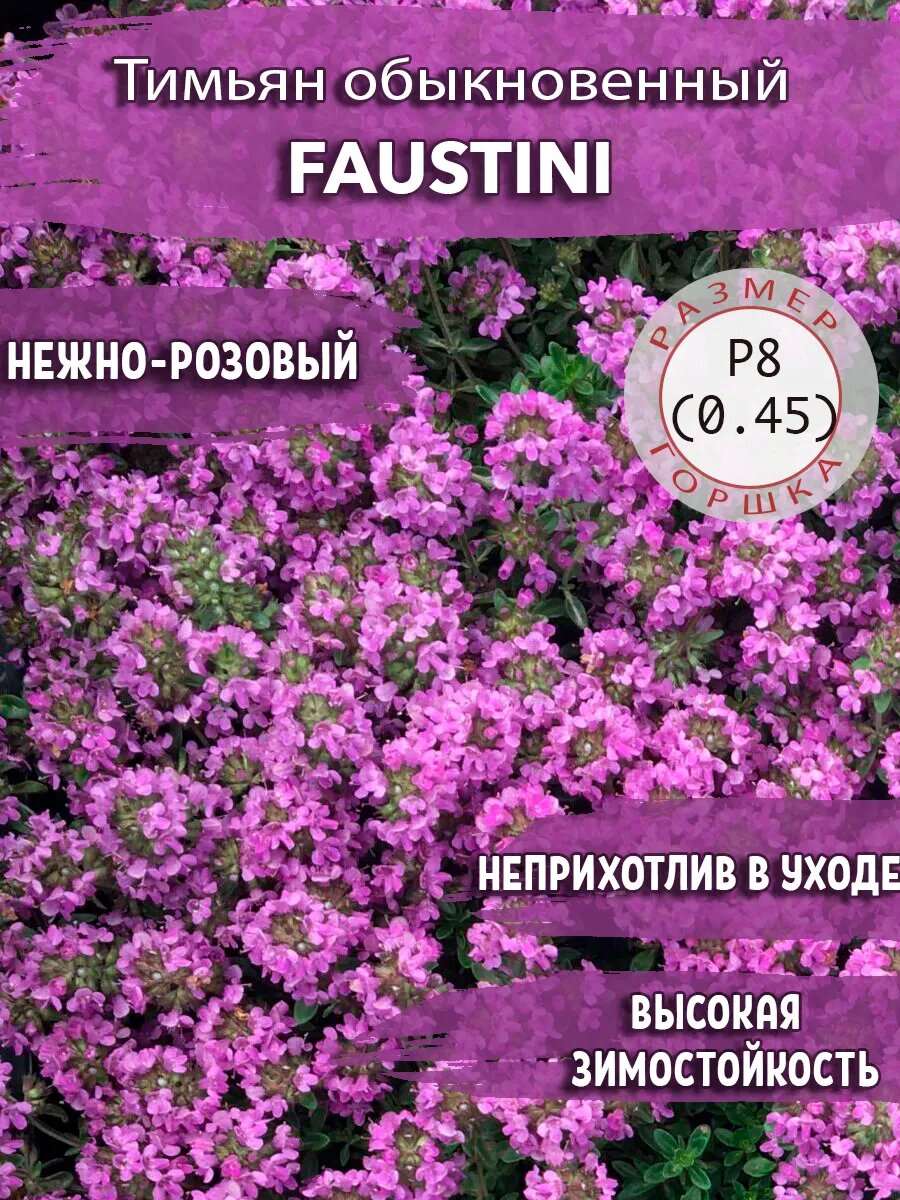 Тимьян обыкновенный Faustini