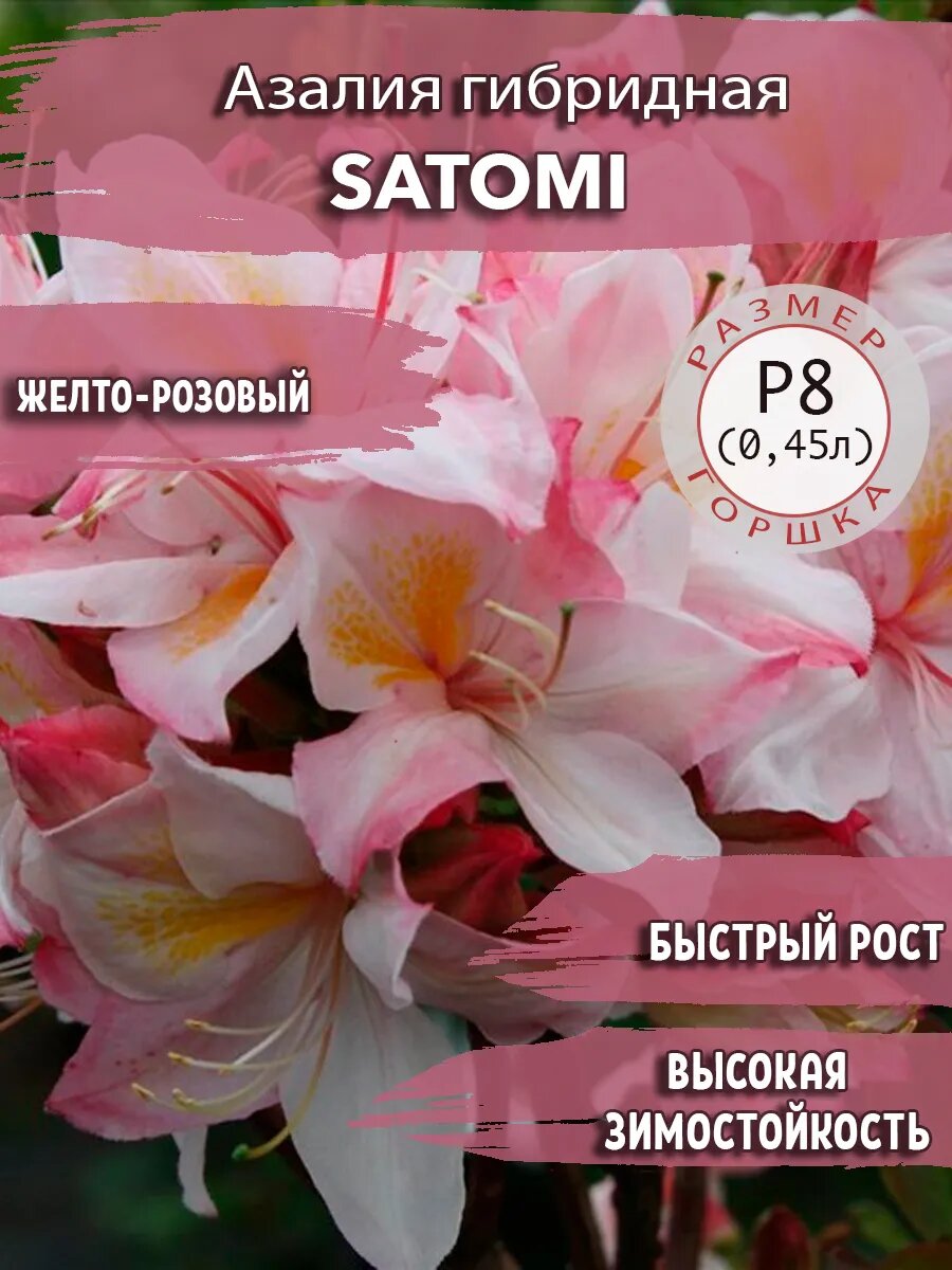 Азалия гибридная Satomi