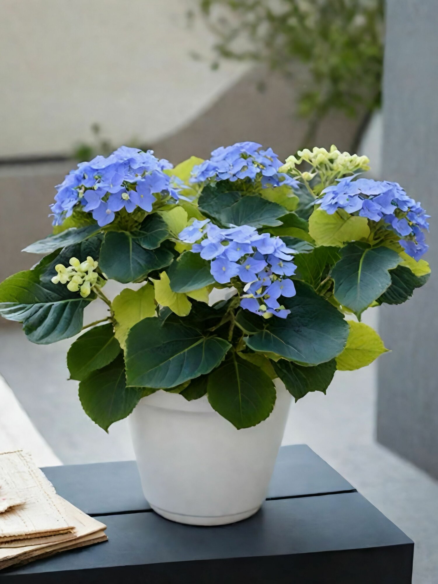 Гортензия комнатная цветущая Эрли Блю 35х15