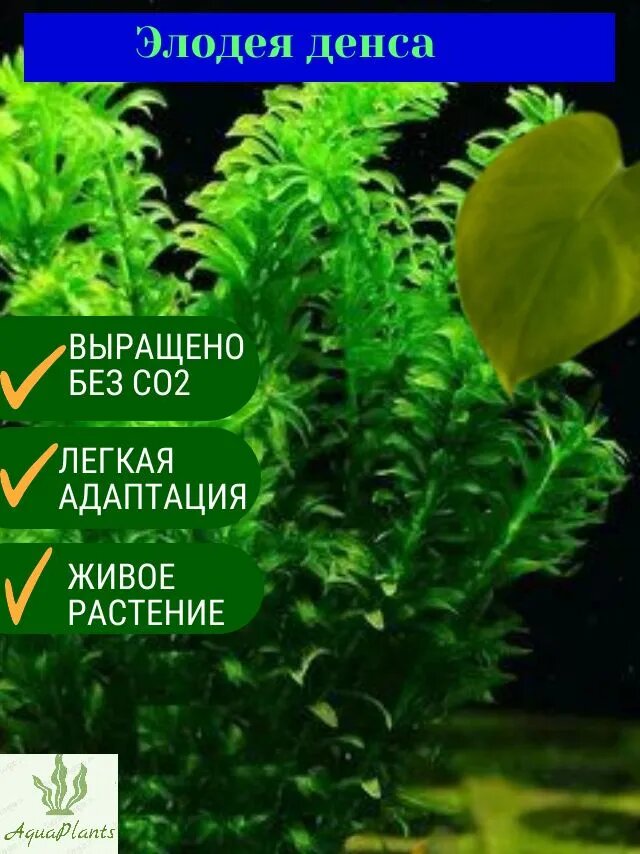 Элодея Денса. Живое аквариумное растение