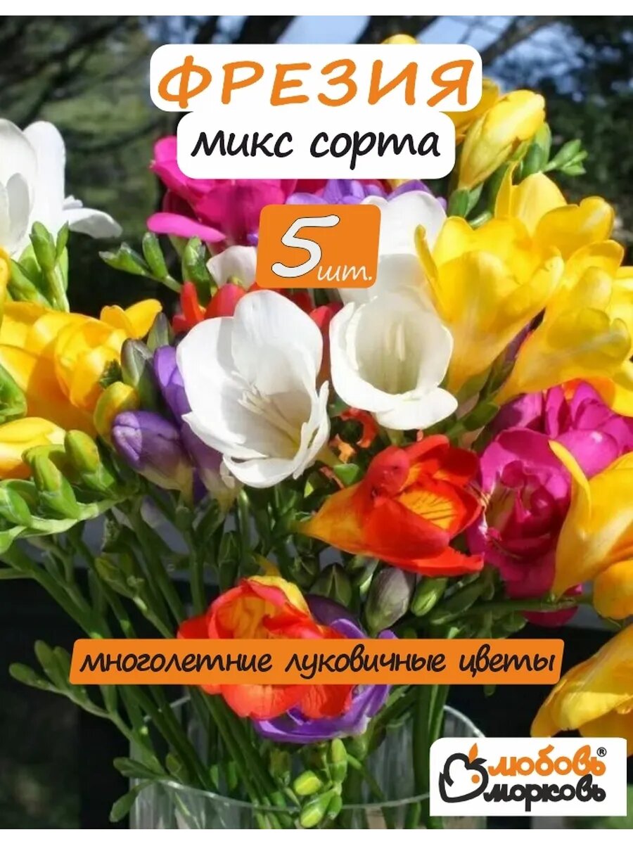 Луковица, Фрезия микс сортов 5шт