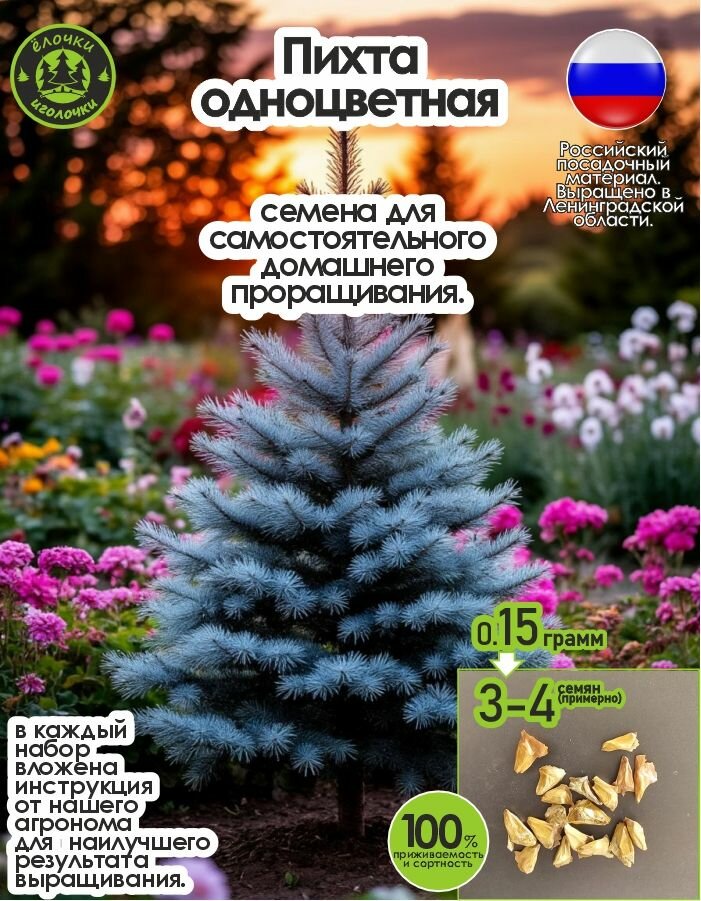 Семена, Пихта Одноцветная , 0,15 грамм