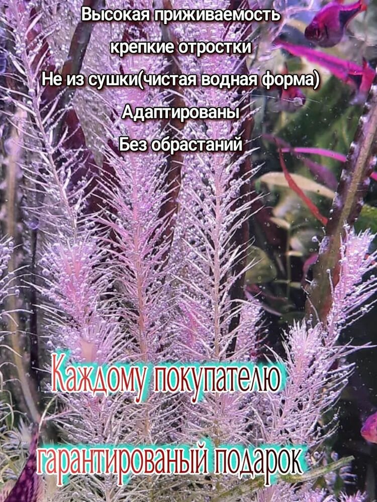Аквариумное растение Mayaca fluviatilis живое высокорослое для заднего плана аквариума