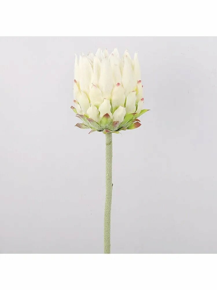 Стабилизированные цветы Бугенвиллия, 43 гр