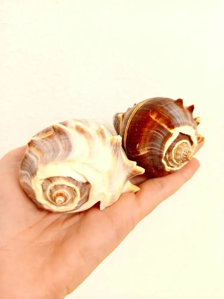 Ракушка морская 1шт (5-6см) натуральная "Мелонгена"