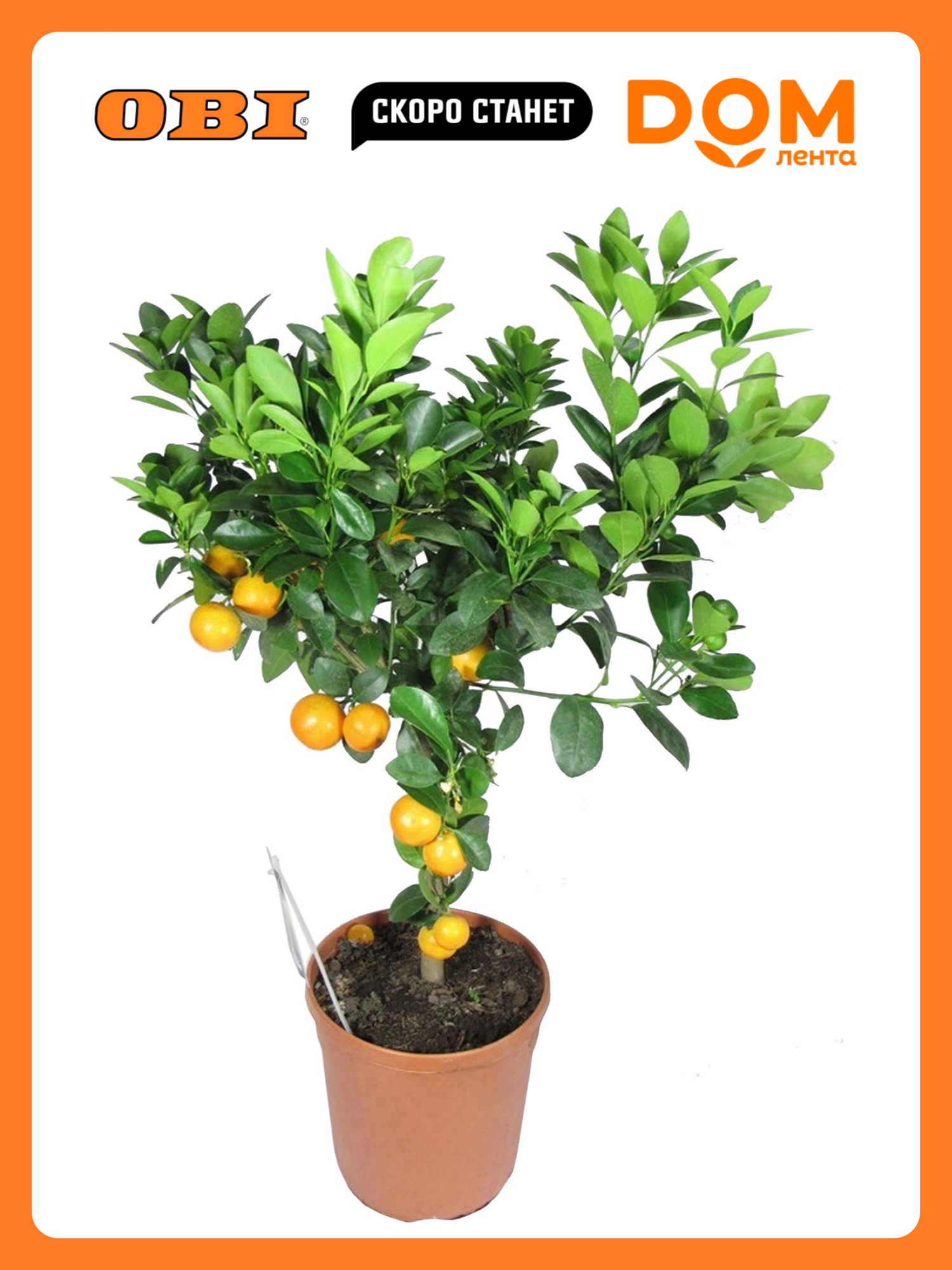 Каламондин FLORA GROUP, штамбовый, высота 35 см, горшок 12 см