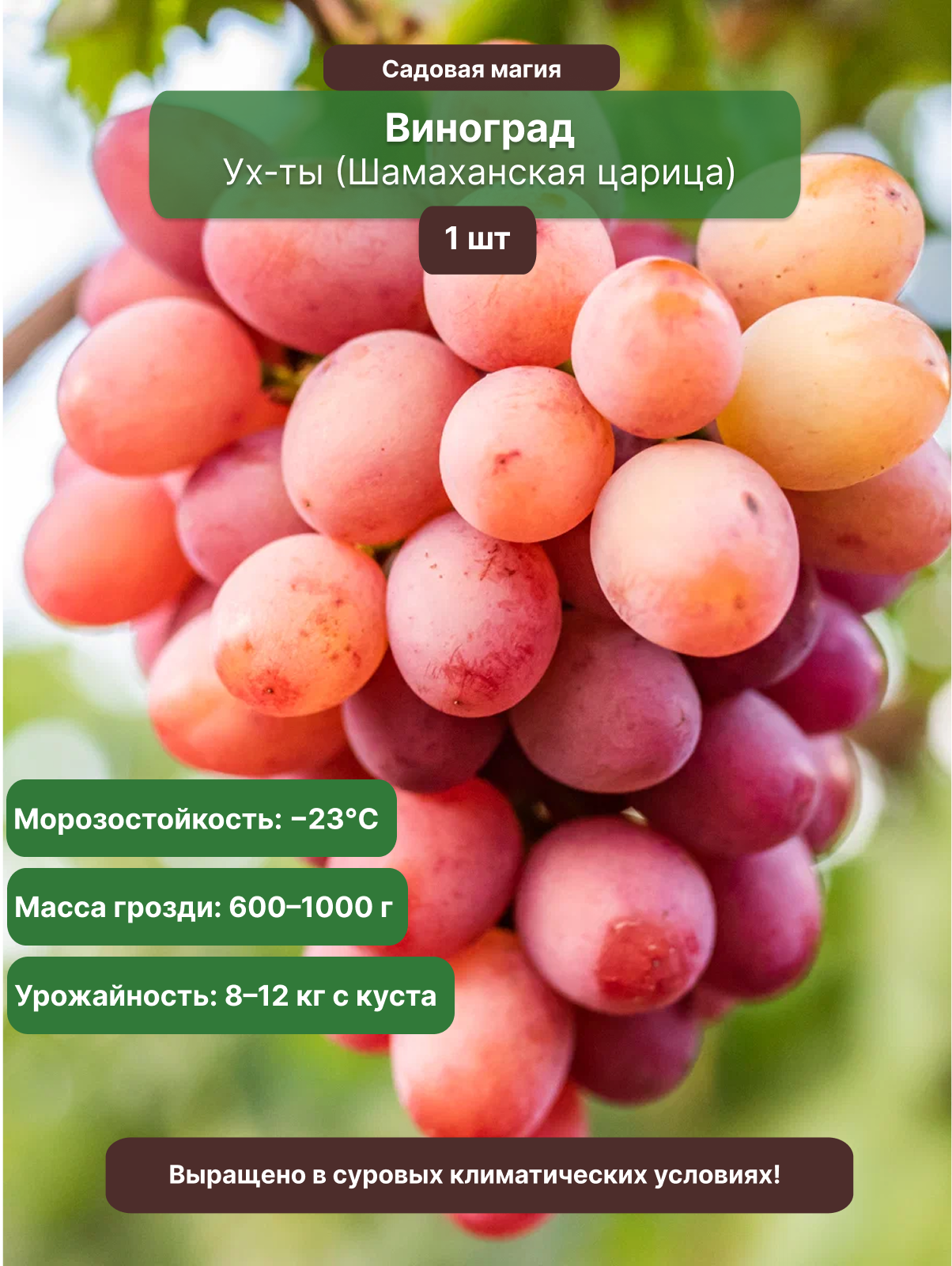 Виноград Ух-ты (Шамаханская царица) 1 шт / многолетний, морозостойкий сорт
