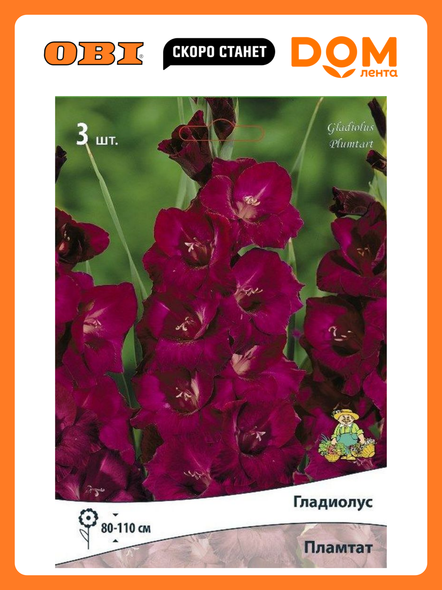 Луковицы гладиолуса крупноцветкового пламтат 3 x 3 шт