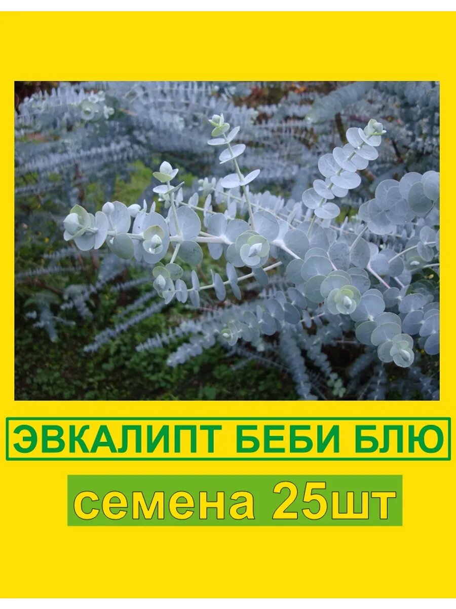 Семена эвкалипт Беби Блю 25шт
