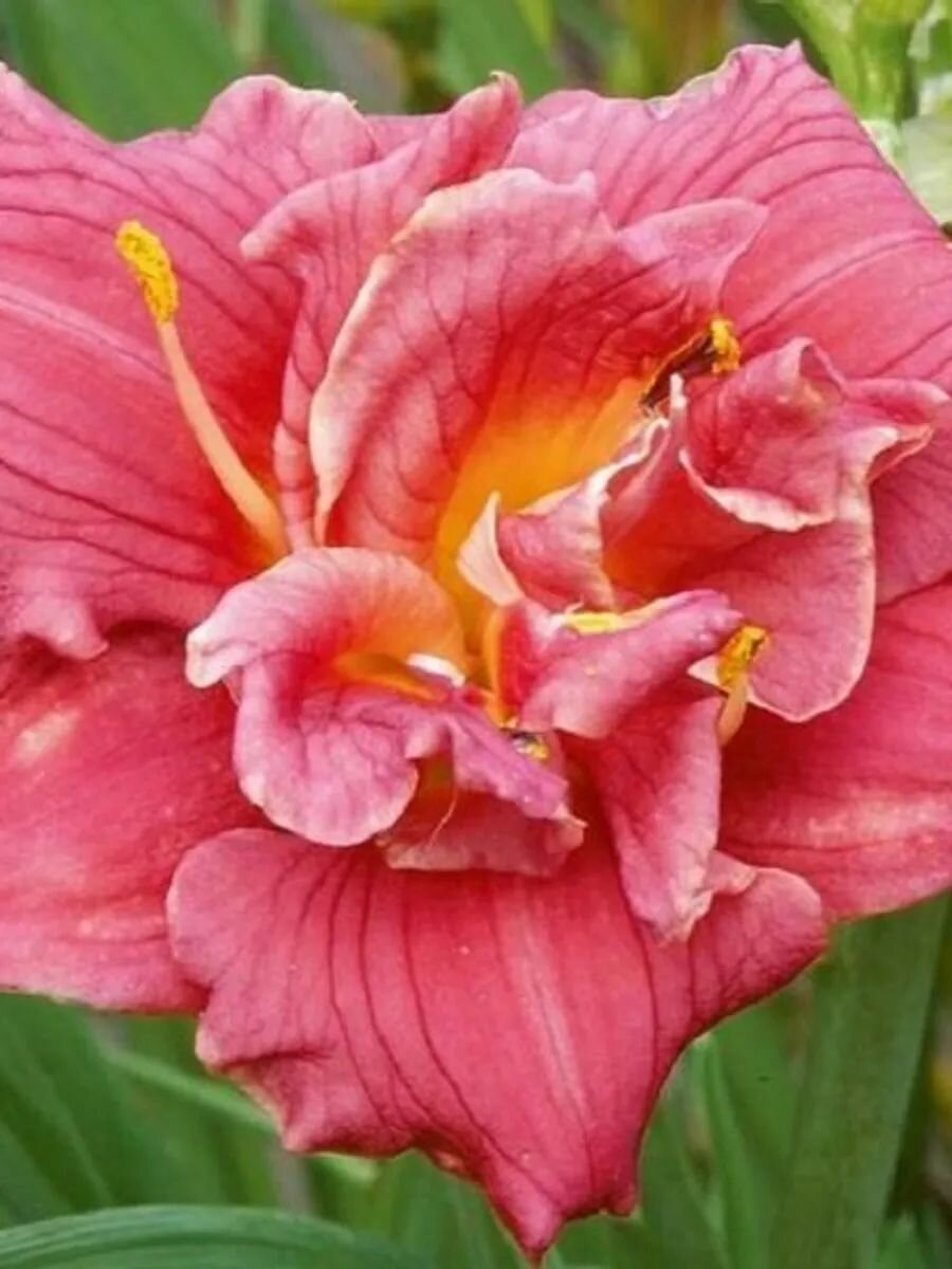 Лилейник Кьют Эз Кэн Би