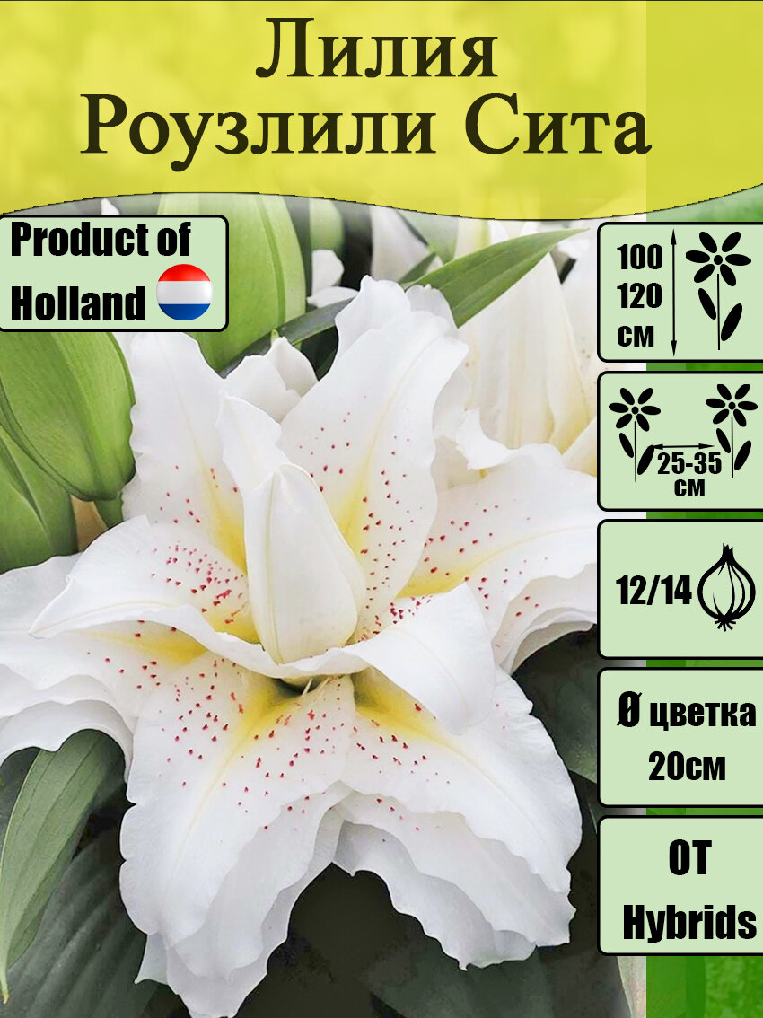 Луковицы махровой лилии Роузлили Сита (Голландия) 2шт (лилия роза)