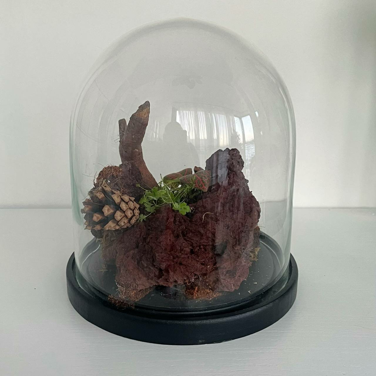 Клошариум, флорариум в клоше с шишечками и влаголюбивыми растениями фиттонией