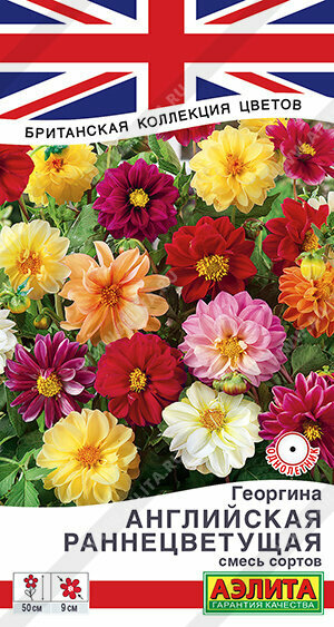 Смесь георгин Английская аэлита, раннецветущие, высота до 50см