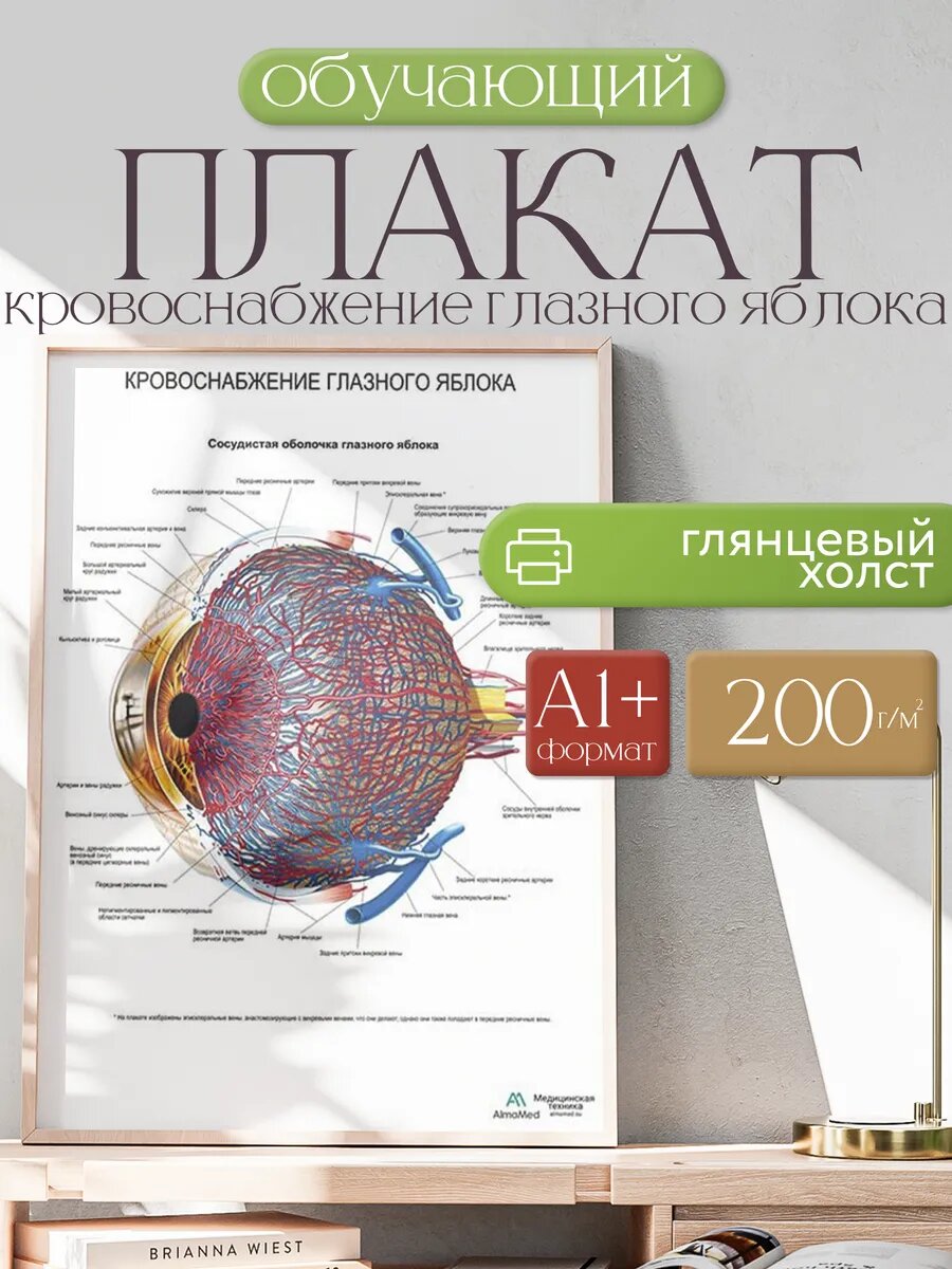 Кровоснабжение глазного яблока (анатомия человека) плакат глянцевый А1+, глянцевый холст от 200г/м2