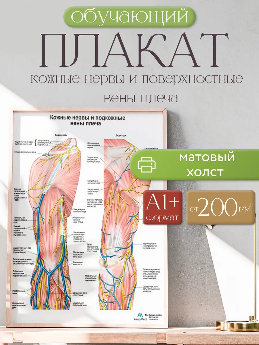 Кожные нервы и поверхностные вены плеча, плакат А1+, матовый холст от 200г/м2