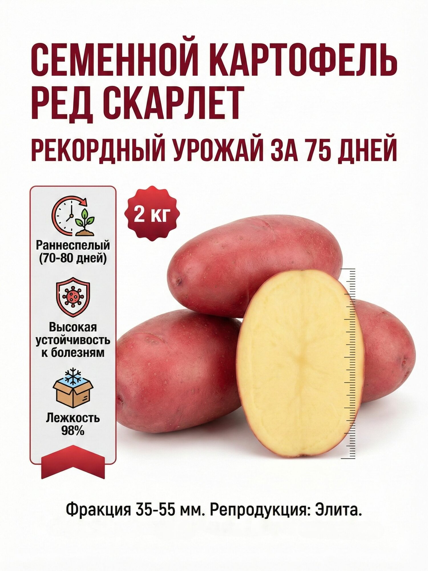 Картофель семенной Ред Скарлет 2 кг клубни на посадку ранний скороспелый сорт для супов, жарки, салатов