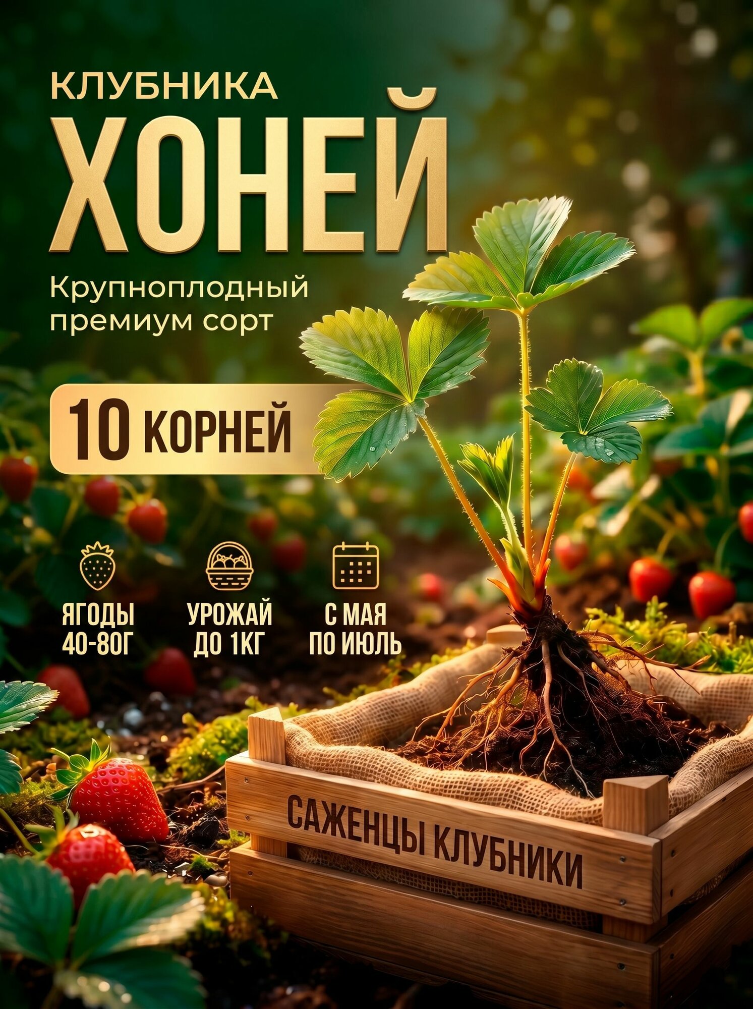 Саженцы клубники Ханой 10-шт
