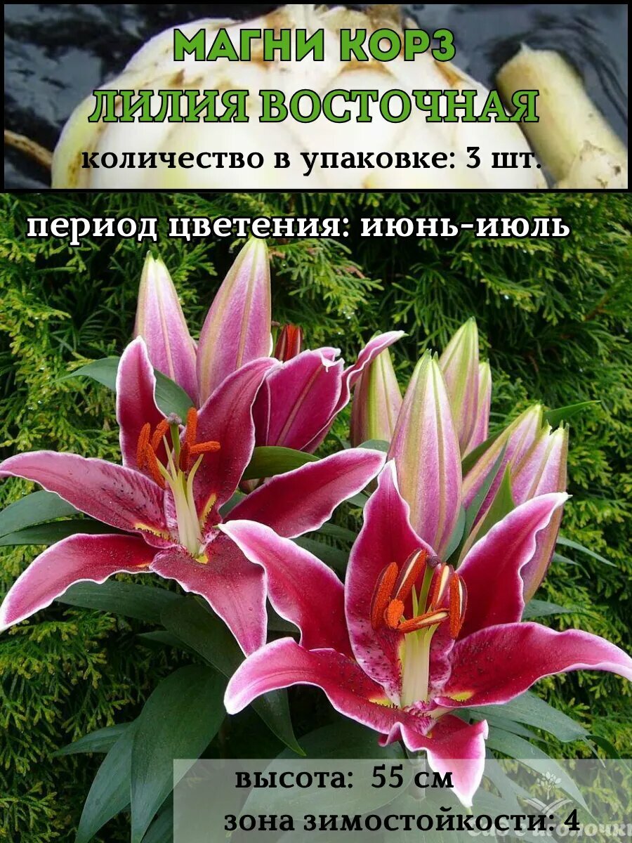 Лилия восточная, луковицы 3 штуки
