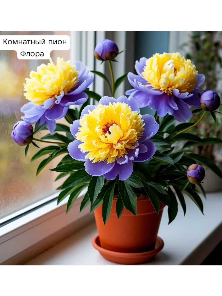 Пион многолетний флора