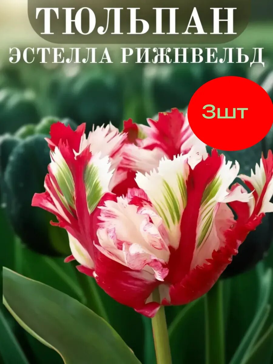 Тюльпан эстелла рижнвельд