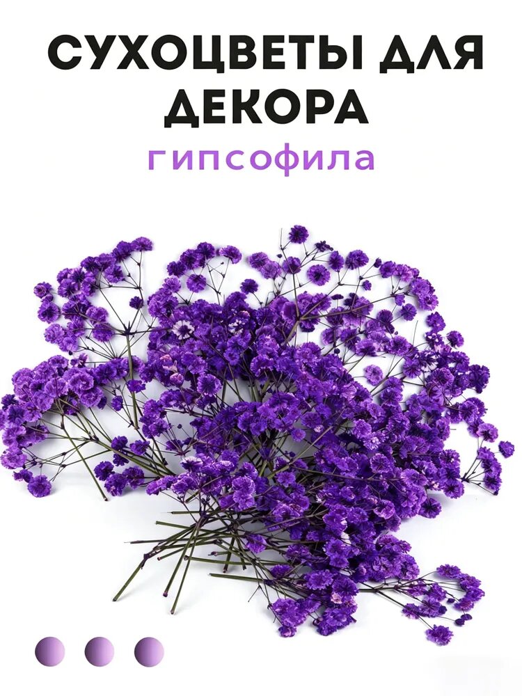 Сухоцветы Эвкалипт, 50 см, 10 шт
