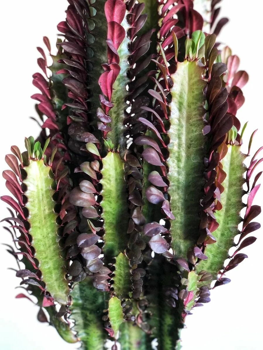 Эуфорбия (trigona rubra) суккулент красный молочай комнатное