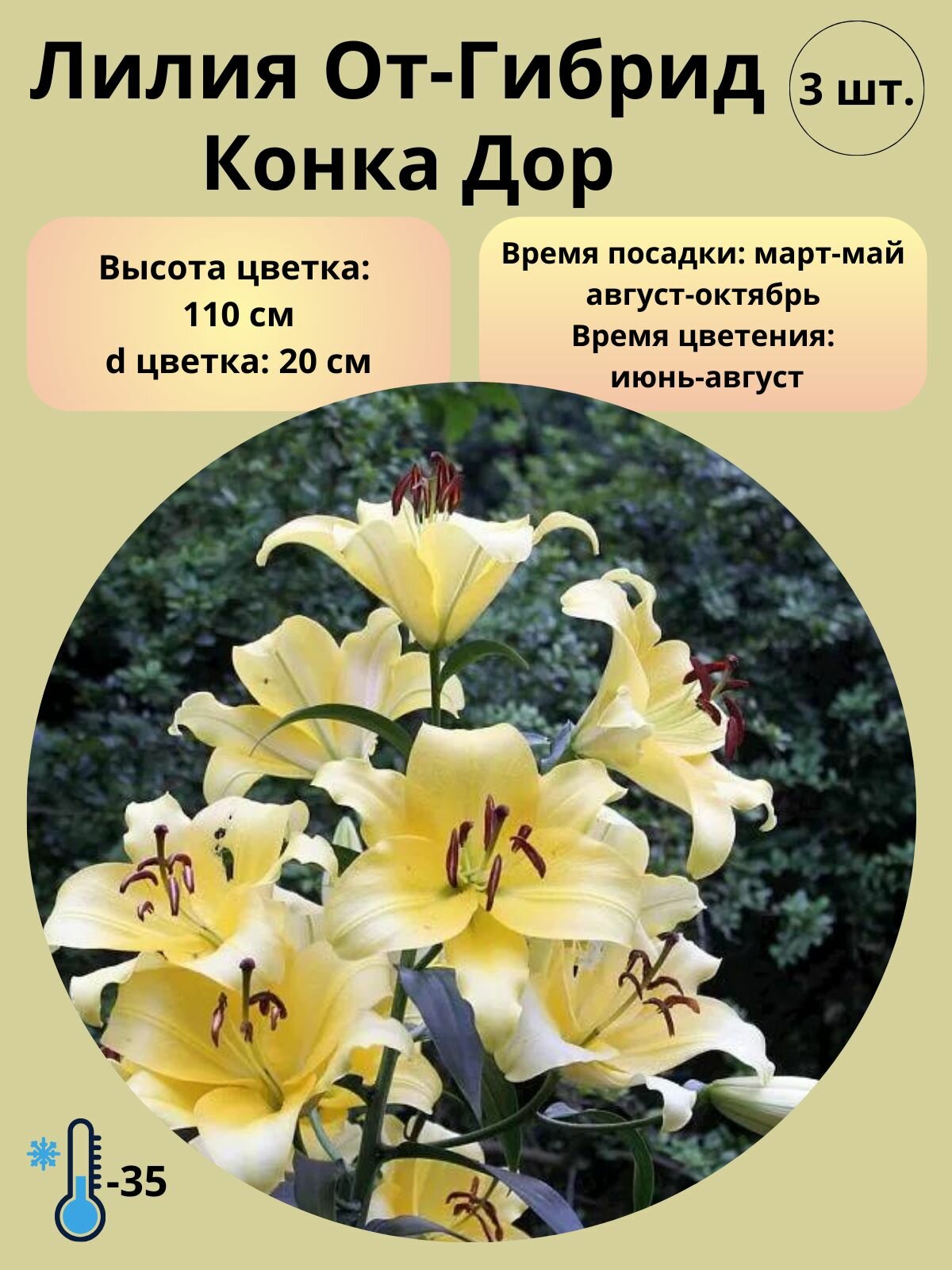Луковицы Лилии от-гибрид, 3 шт