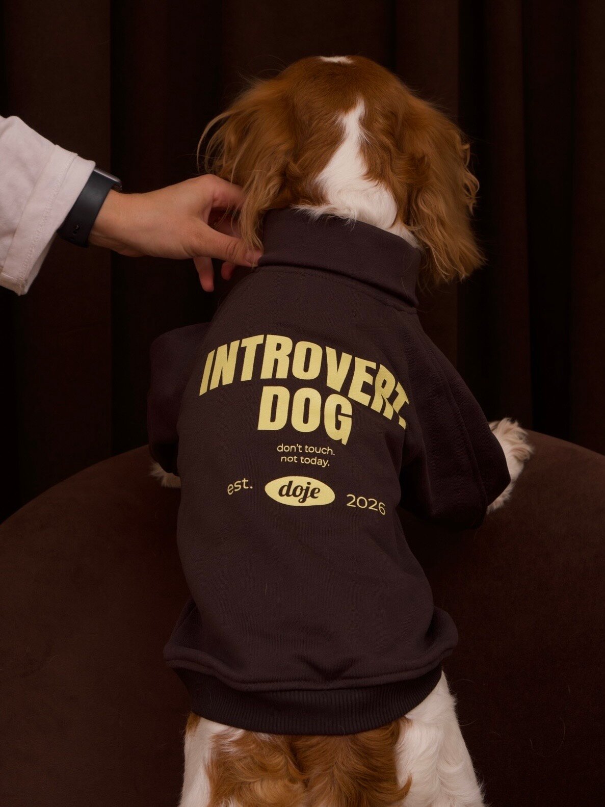 Кофта для собак doje.pets "INTROVERT DOG", толстовка из футера, хлопок 100%, с принтом, коричневый, размер S
