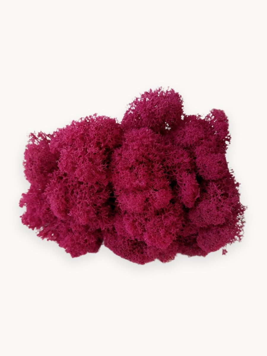 Мох (ягель) стабилизированный, цвет фуксия, для декора 50 гр