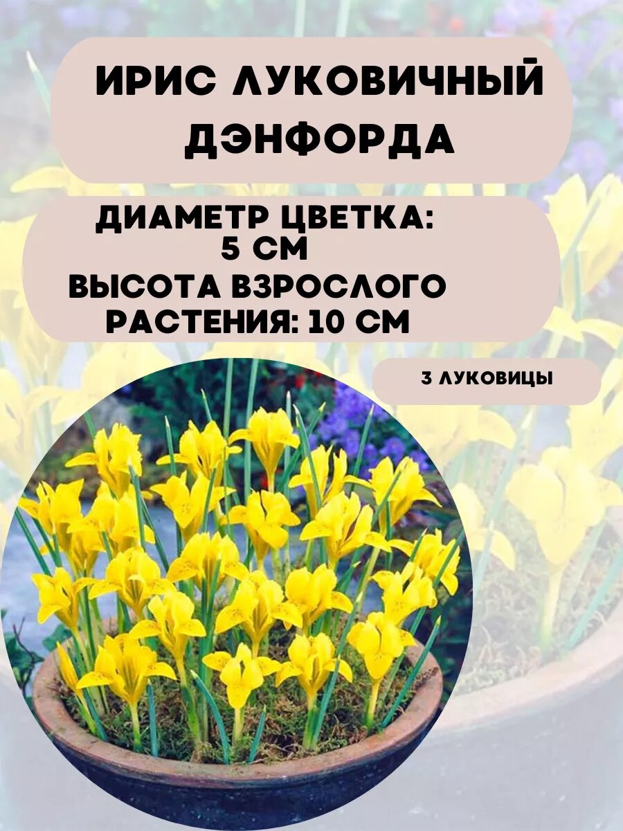 Ирис луковичный/Луковицы ириса