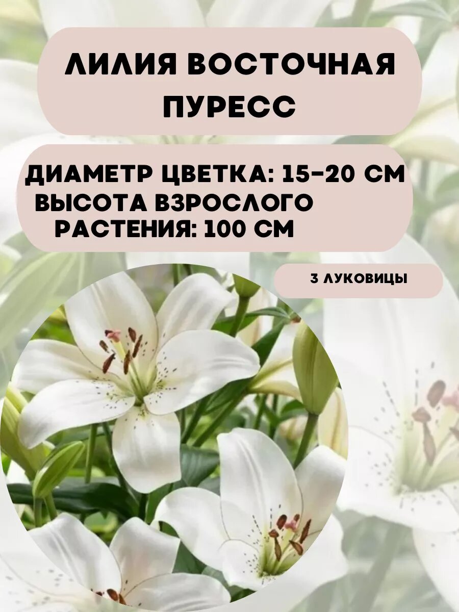 Лилия махровая; Лилия гибрид