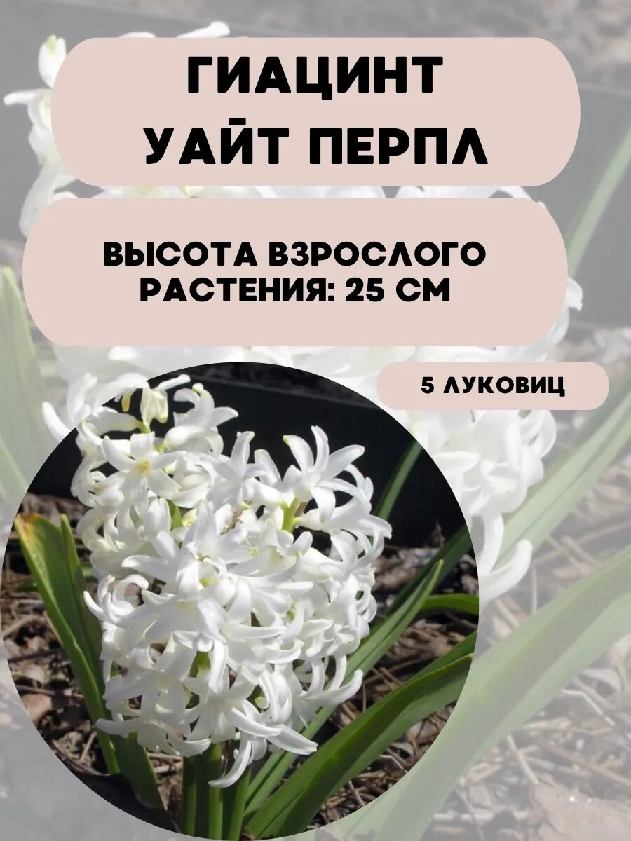 Гиацинт многолетний луковичные растения