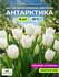 Тюльпаны луковицы крупные Антарктика